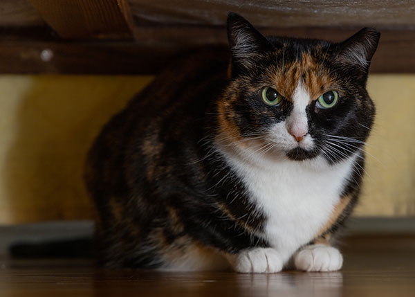Meet the 2023 PAWS Cat Idols - Shanti Project