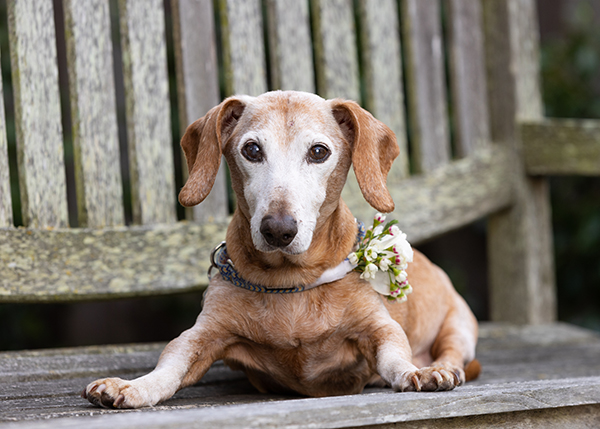 Meet the 2023 PAWS Dog Idols - Shanti Project