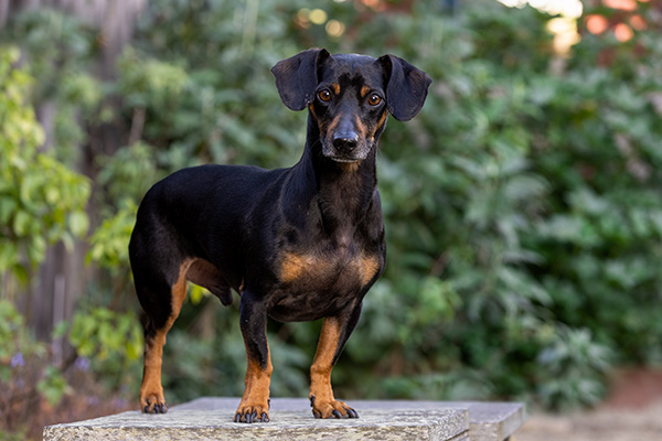 Meet the 2023 PAWS Dog Idols - Shanti Project