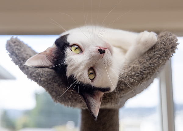Meet the 2023 PAWS Cat Idols - Shanti Project
